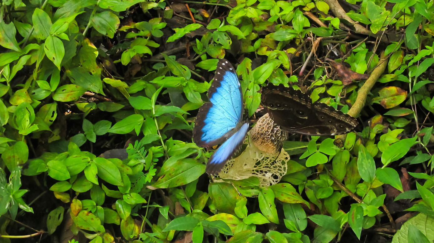 LA MARIPOSA AZUL – BLOG DE THEMIS…