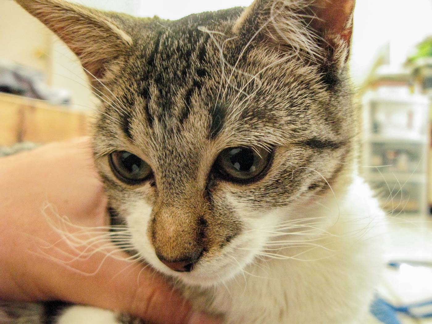 HISTORIA DE GATOS: PEPIS – BLOG DE THEMIS…