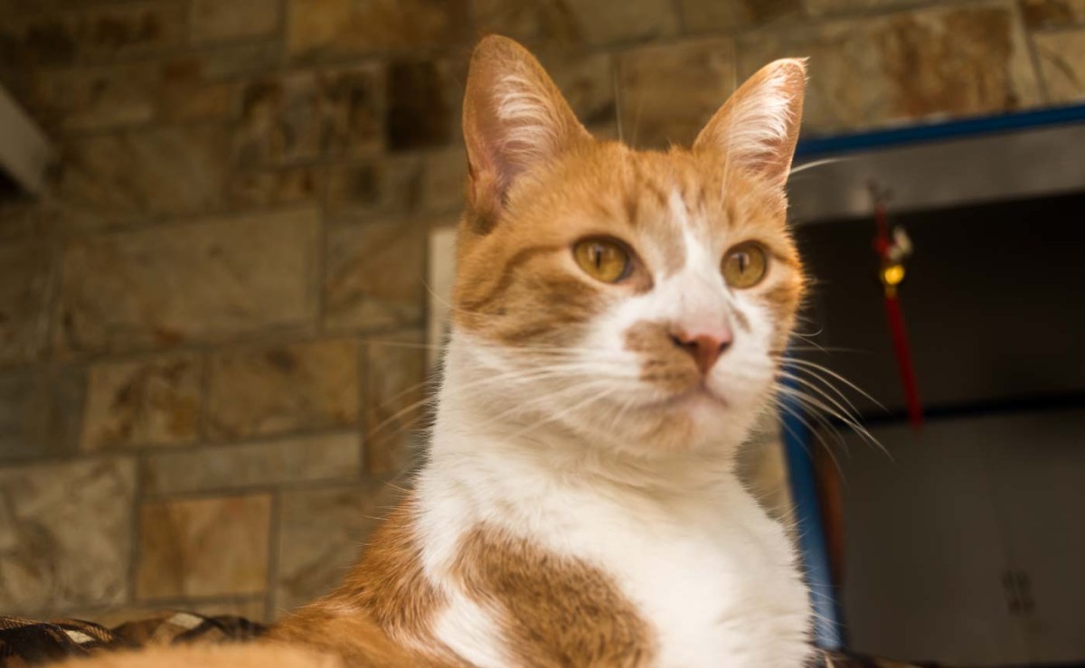 HISTORIA DE GATOS: EL GÜERO – BLOG DE THEMIS…