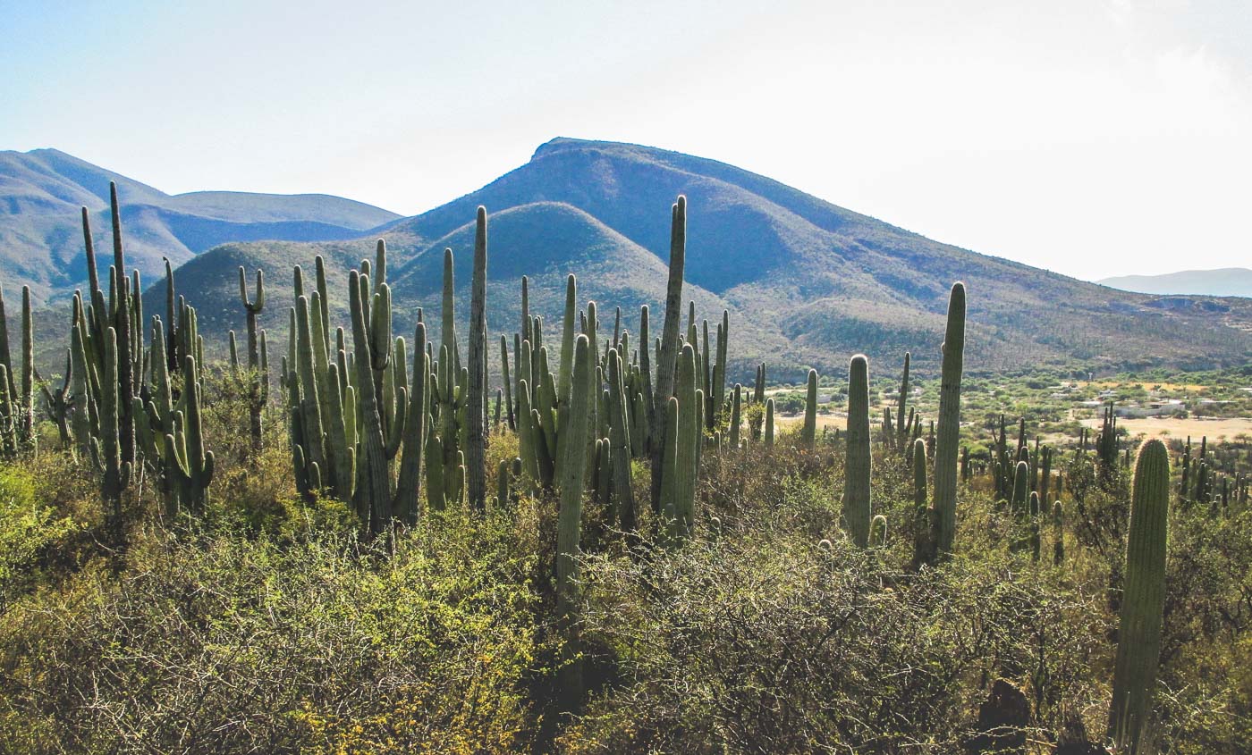 ZAPOTITLÁN SALINAS: EL JARDÍN BOTÁNICO – BLOG DE THEMIS…