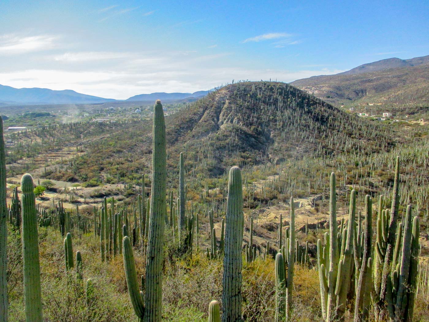 ZAPOTITLÁN SALINAS: EL JARDÍN BOTÁNICO – BLOG DE THEMIS…