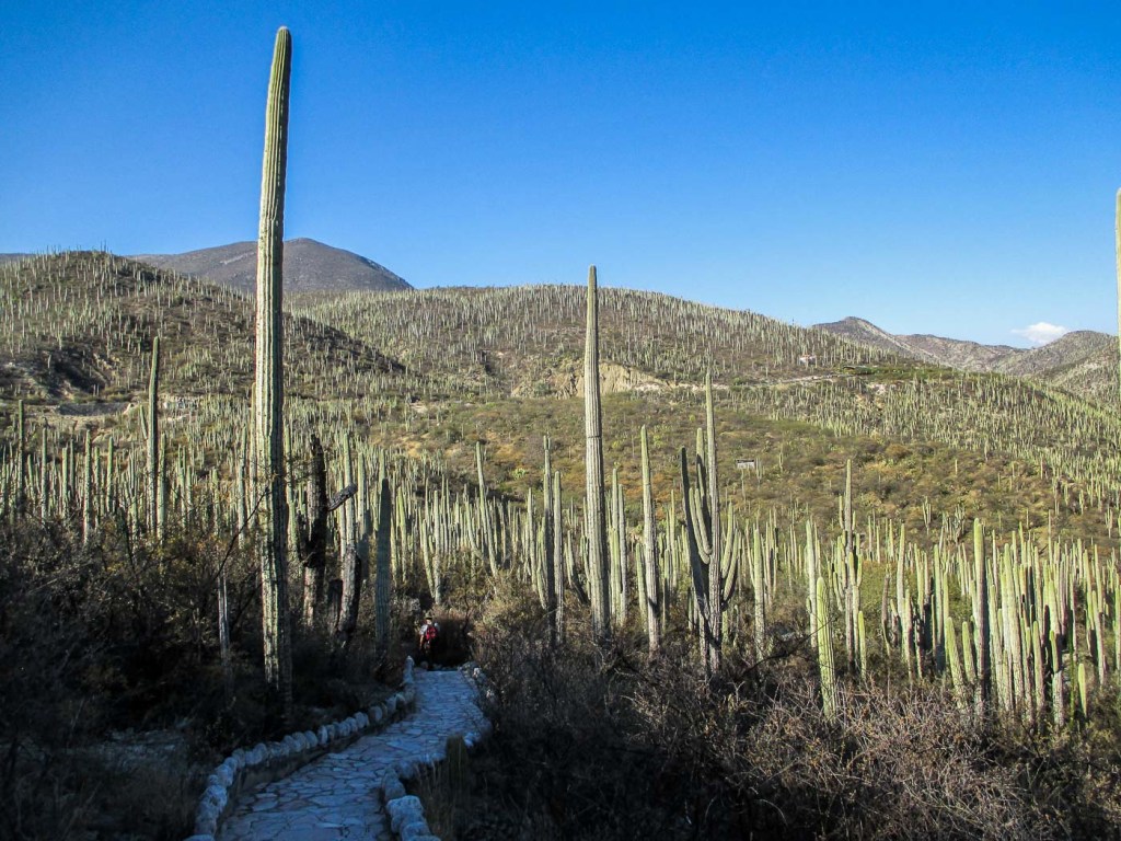 ZAPOTITLÁN SALINAS: EL JARDÍN BOTÁNICO – BLOG DE THEMIS…