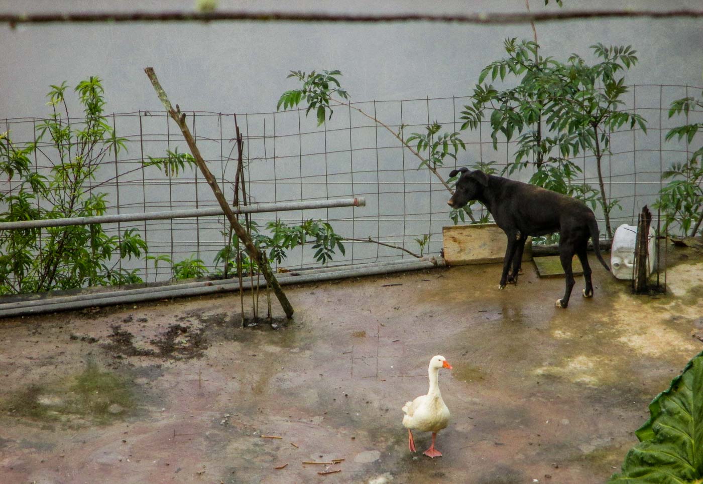 HISTORIA DE ANIMALITOS: LOS PATO-PERROS – BLOG DE THEMIS…