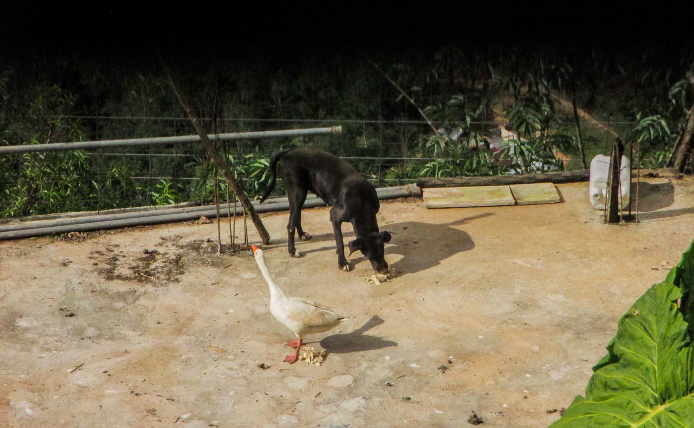 HISTORIA DE ANIMALITOS: LOS PATO-PERROS – BLOG DE THEMIS…