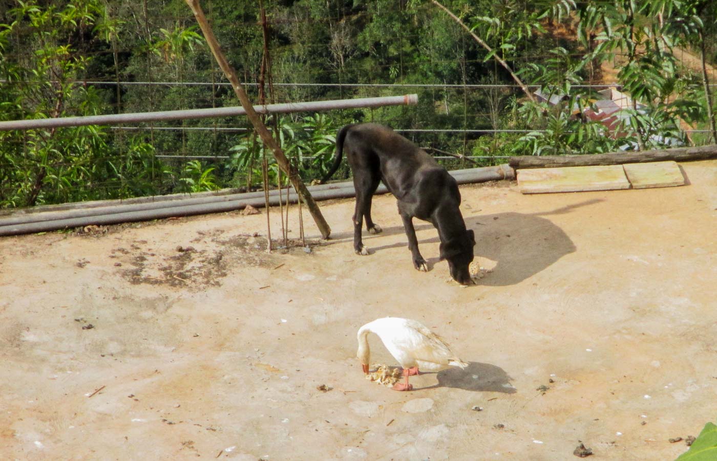 HISTORIA DE ANIMALITOS: LOS PATO-PERROS – BLOG DE THEMIS…