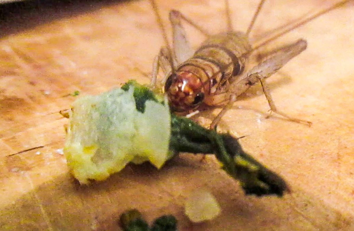 UN VISITANTE INESPERADO: PEPE EL GRILLO – BLOG DE THEMIS…