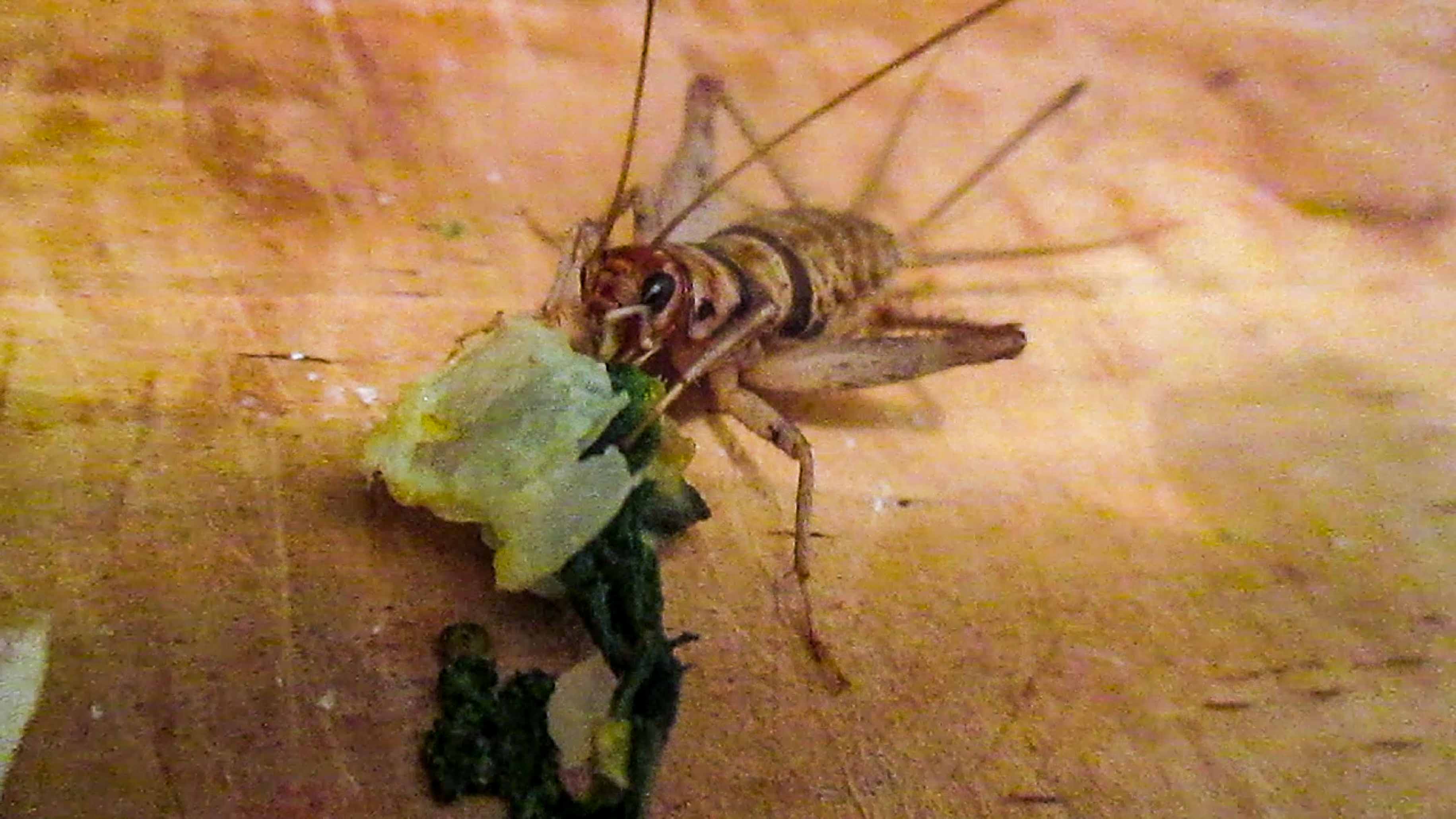 UN VISITANTE INESPERADO: PEPE EL GRILLO – BLOG DE THEMIS…