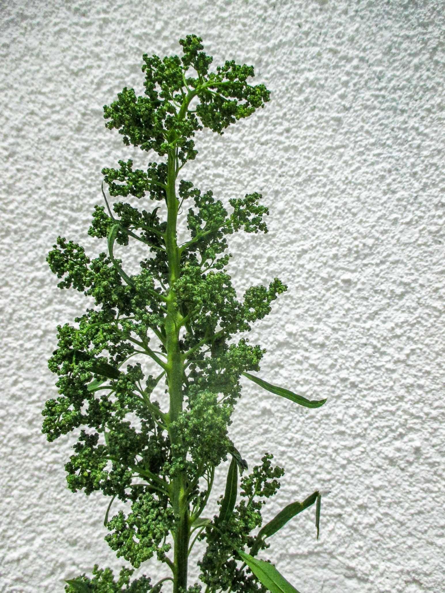 HECHO EN MÉXICO: HUAUZONTLES – BLOG DE THEMIS…