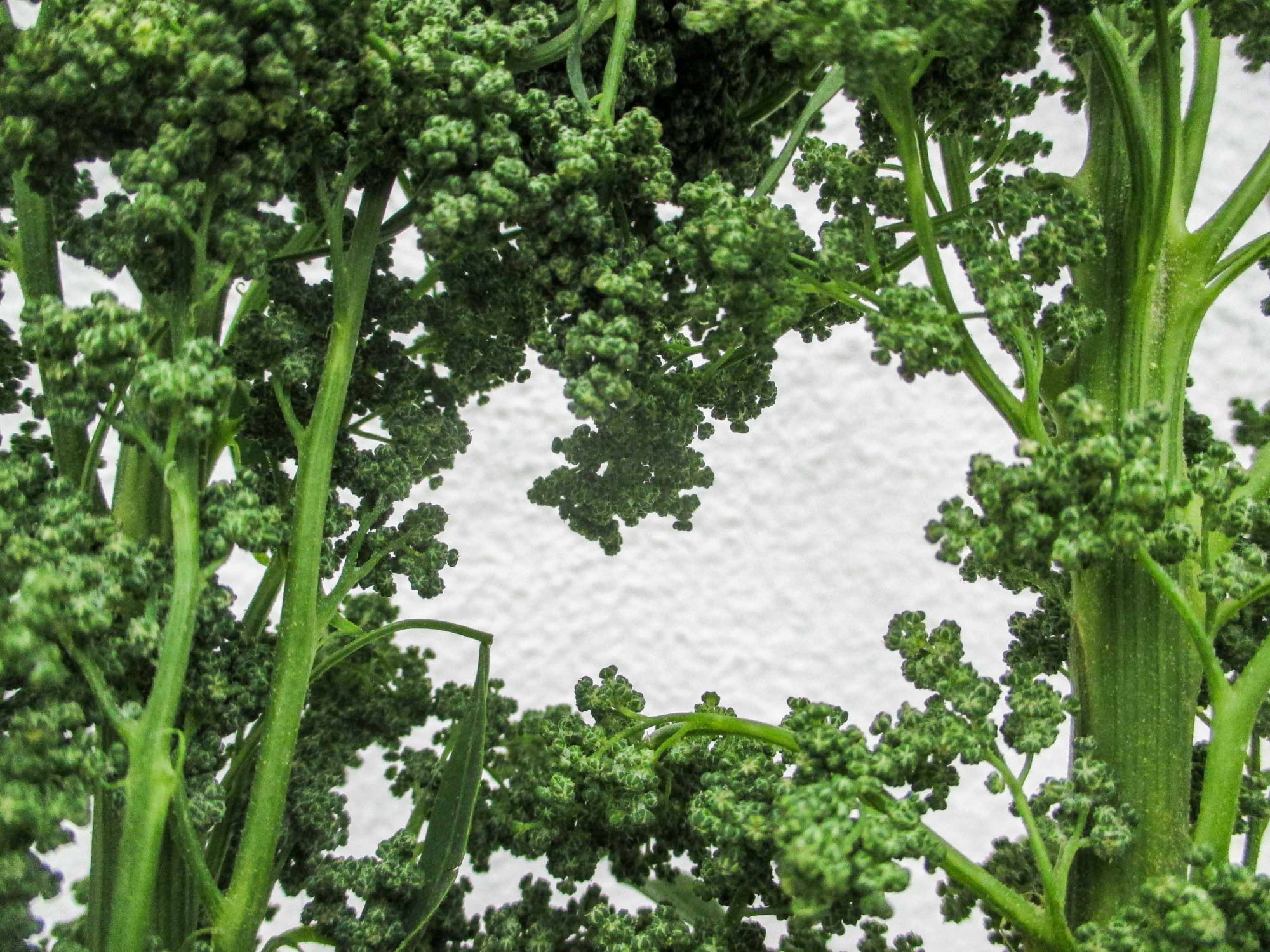 HECHO EN MÉXICO: HUAUZONTLES – BLOG DE THEMIS…