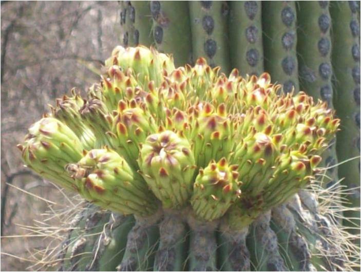 DELICIAS CULINARIAS: LAS TETECHAS – BLOG DE THEMIS…