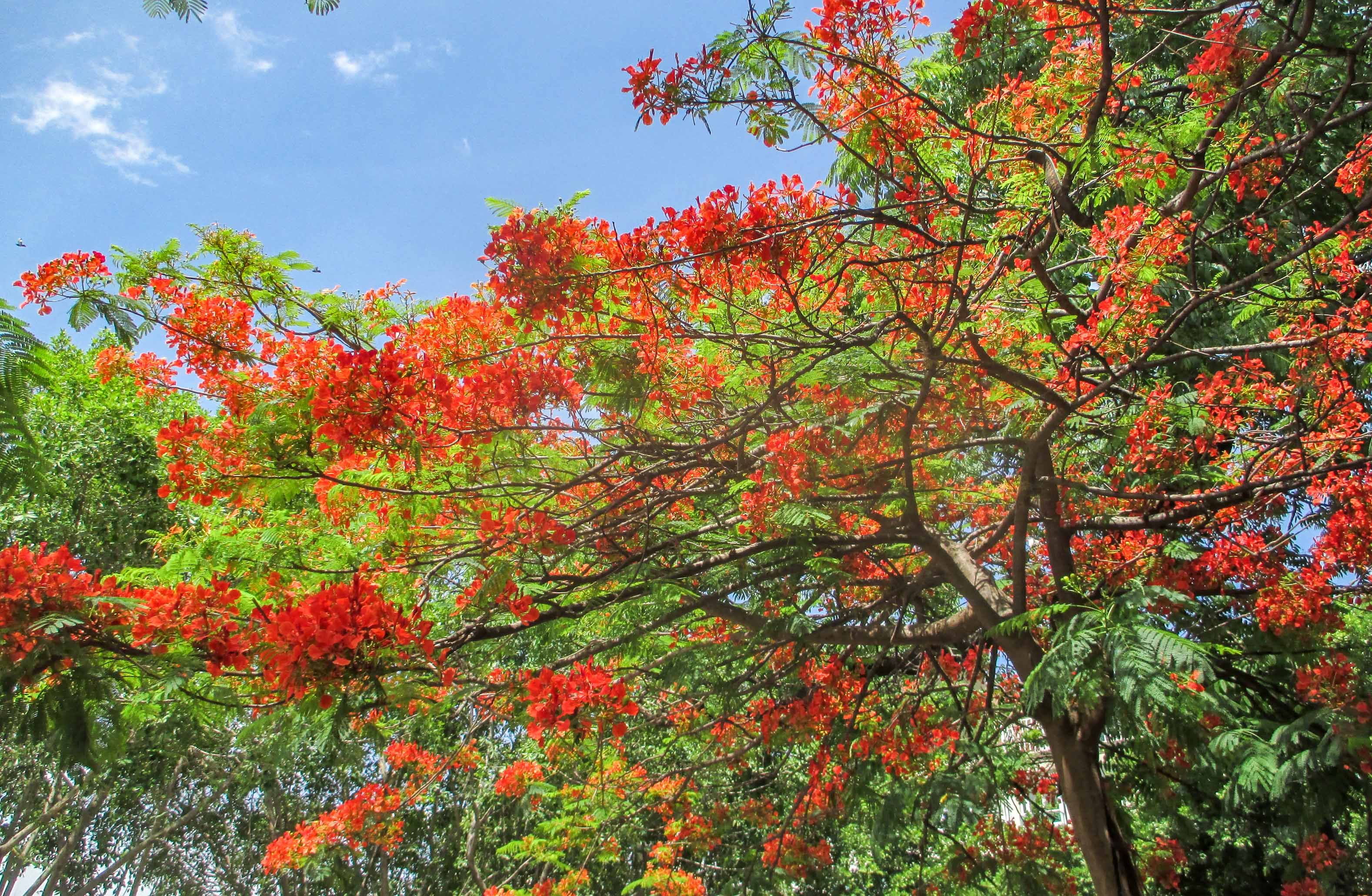 EL FLAMBOYAN – BLOG DE THEMIS…