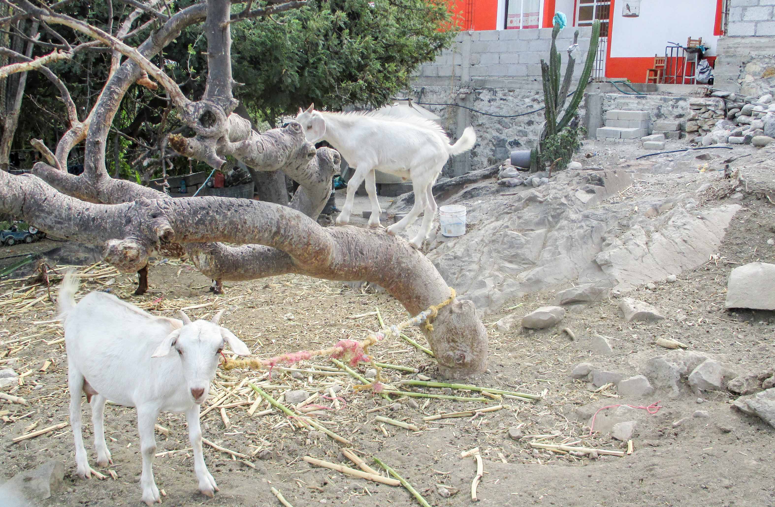 LOCAS COMO LAS CABRAS – BLOG DE THEMIS…
