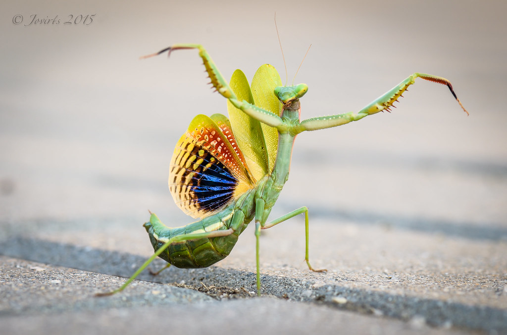 LA LEYENDA DEL MAMBORETÁ – BLOG DE THEMIS…