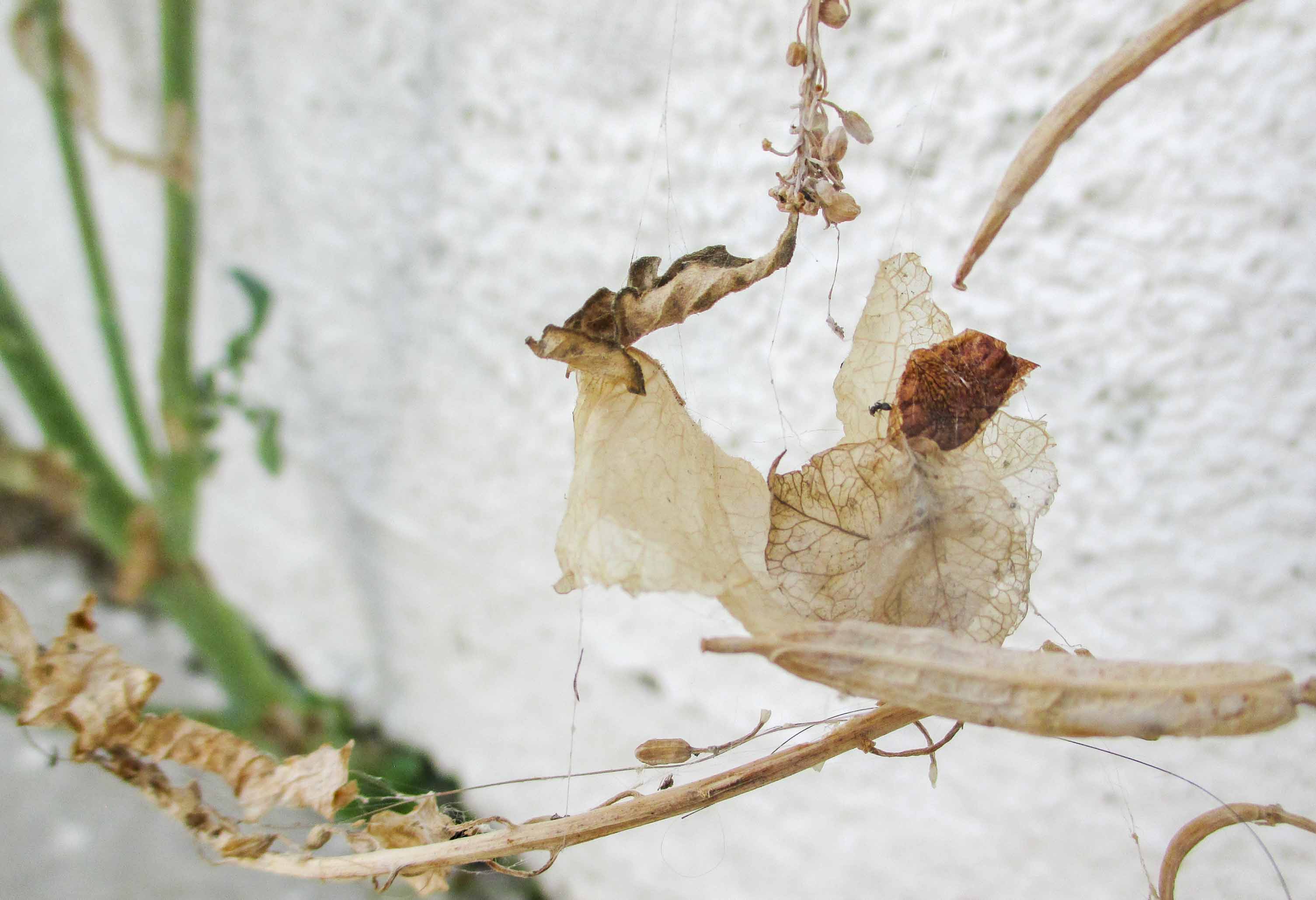 ARTE EFÍMERO NATURAL: HOJAS COLGANTES – BLOG DE THEMIS…